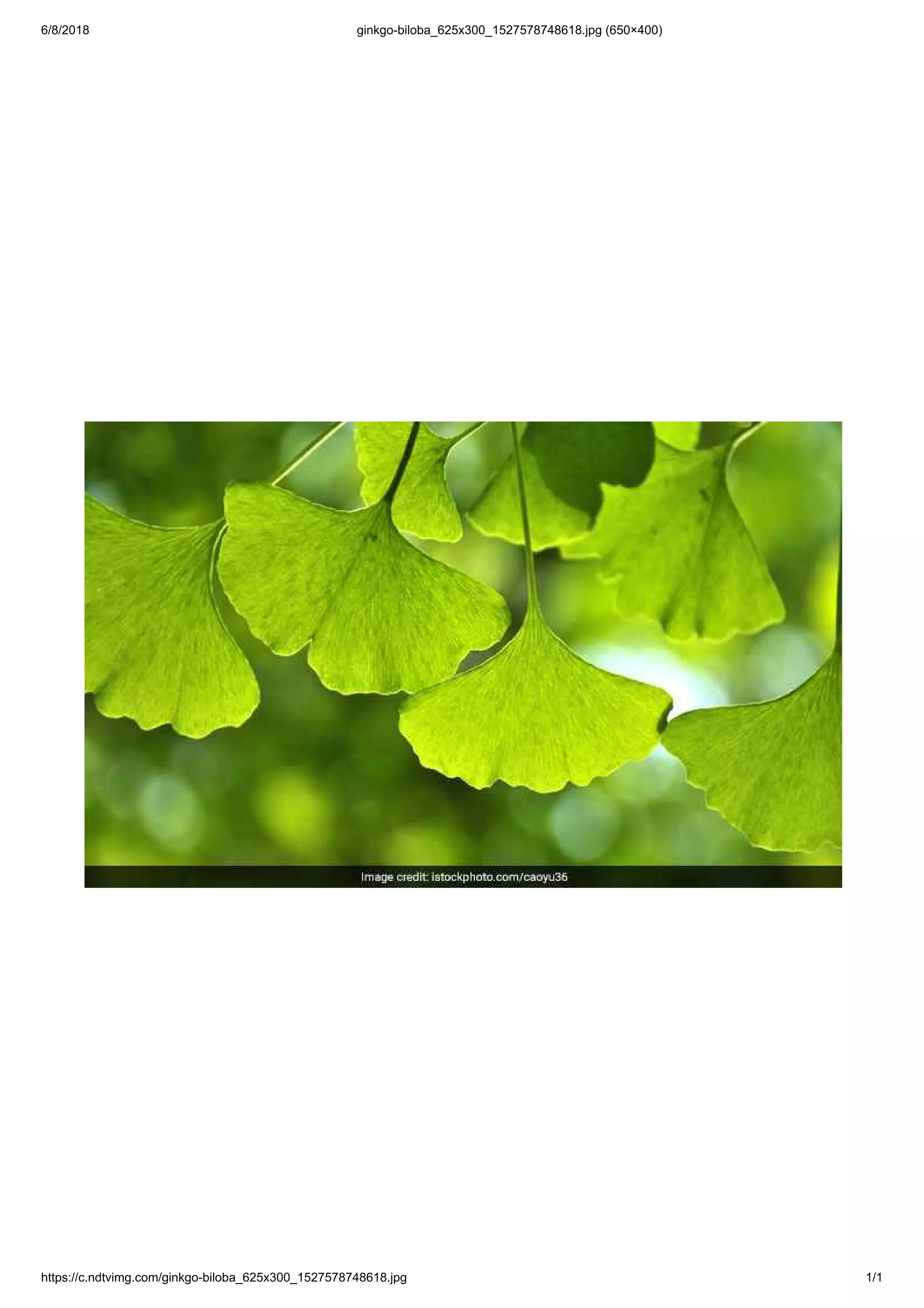 Ginkgo biloba | PDF