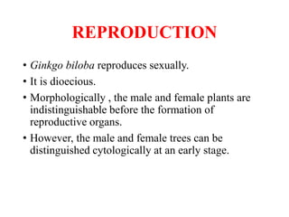 Ginkgo biloba | PPTX