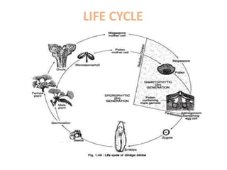 Ginkgo biloba | PPTX