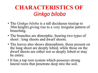 Ginkgo biloba | PPTX