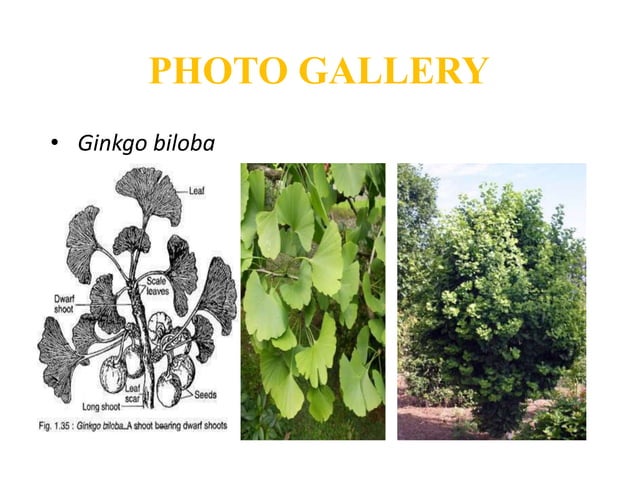 Ginkgo biloba | PPT