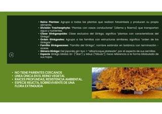 GINKGO BILOBA características sistemáticas y Botánicas | PDF