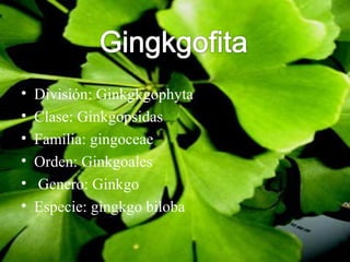 Ginkgofitas | PPT