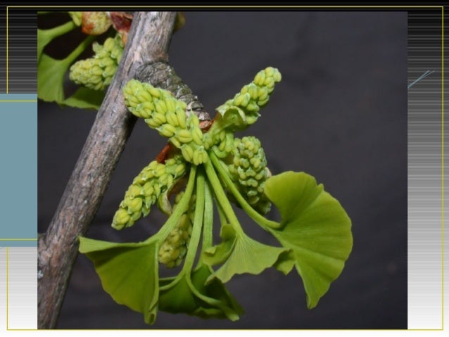 Ginkgo biloba
