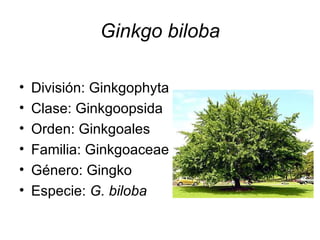 Clases Ginkgoopsida y Cycadopsida | PPT