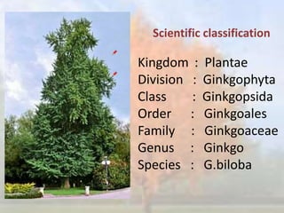 Ginkgo | PPTX