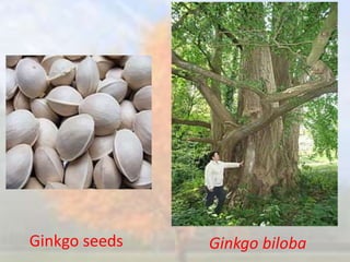 Ginkgo | PPTX