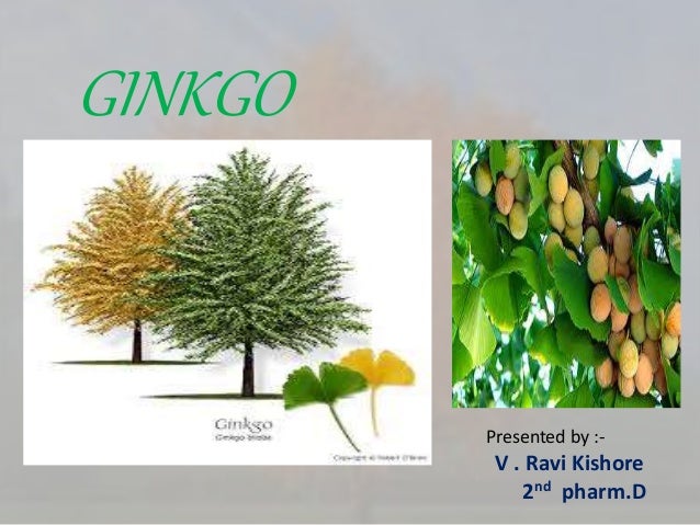 Ginkgo