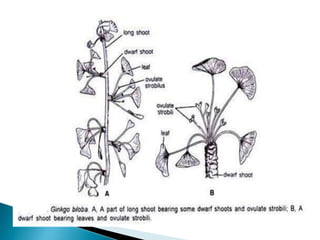 Ginkgo Biloba Tree Diagram