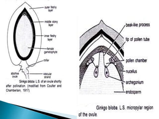 Ginkgo Biloba Tree Diagram