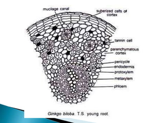 Ginkgo Biloba Tree Diagram