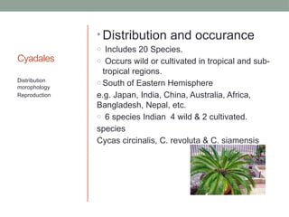 Gymnosperms: Order Ginkogales and Cycadales | PPTX