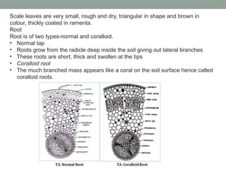 Gymnosperms: Order Ginkogales and Cycadales | PPTX