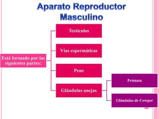 Aparato Reproductor | PPSX