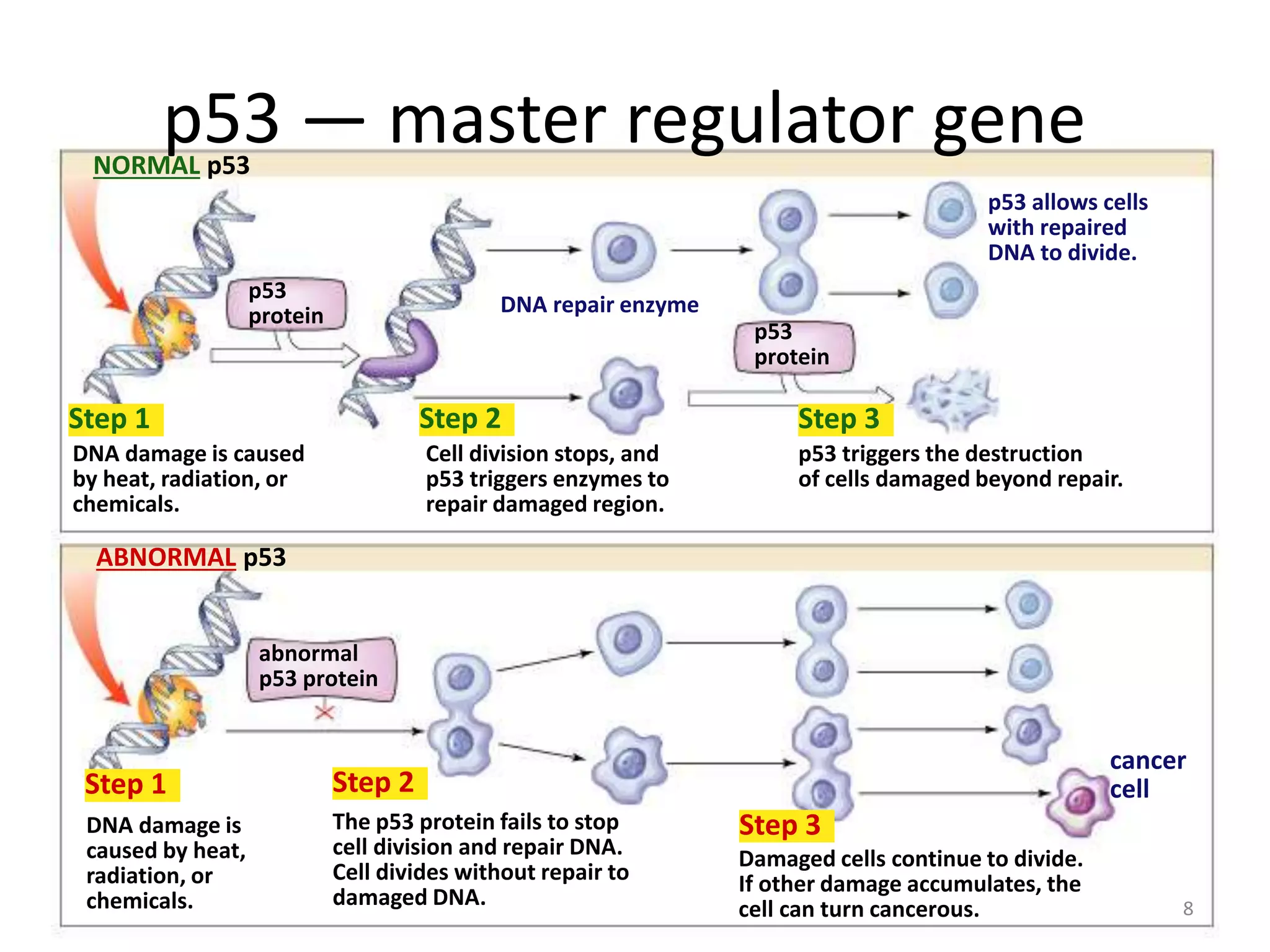Genomic instability and Cancer | PPTX