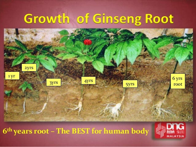 Ginseng Presentation
