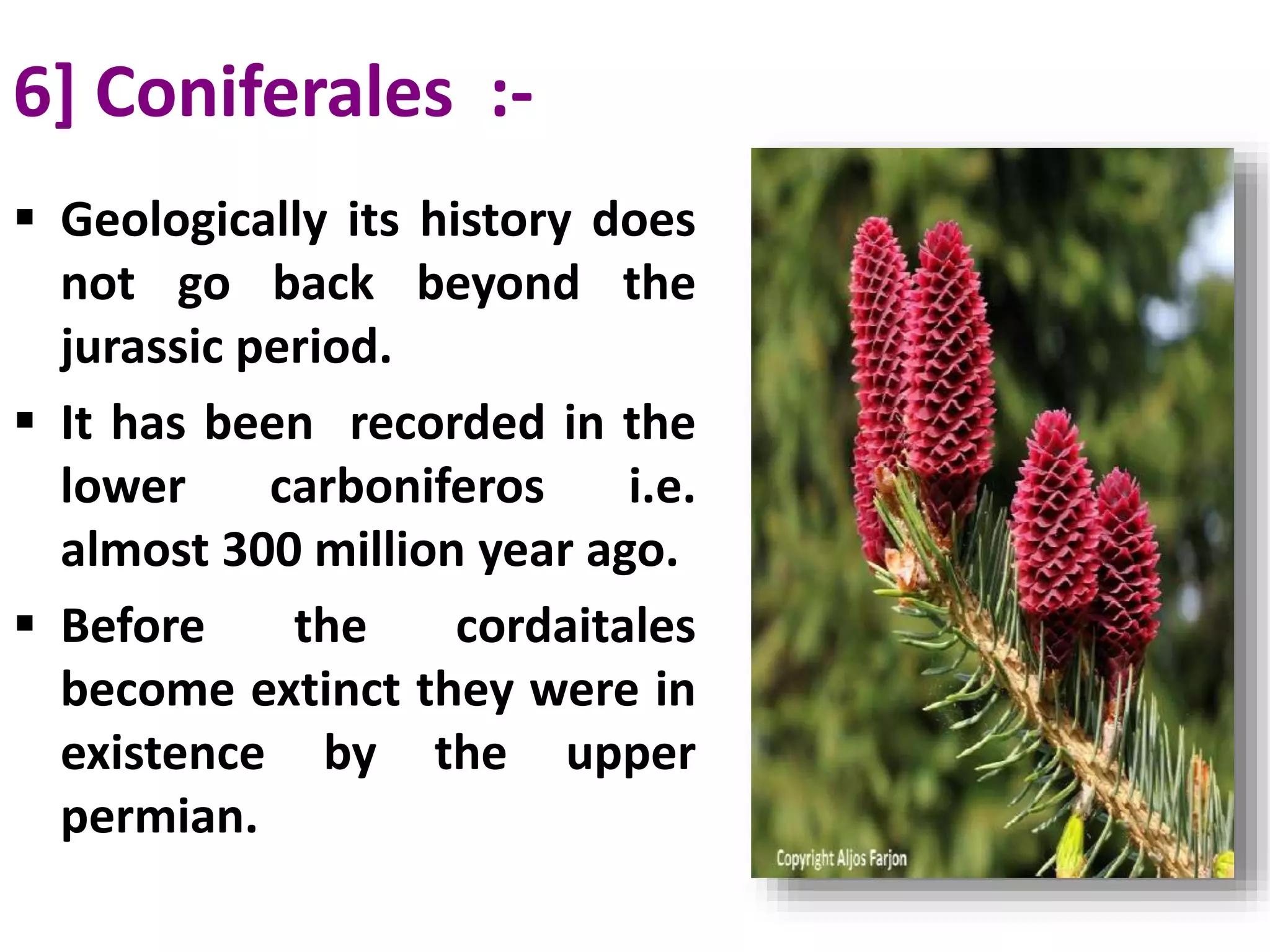 Giologicale rise and fall of gymnosperm | PPTX