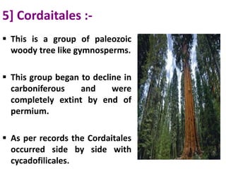 Giologicale rise and fall of gymnosperm | PPTX