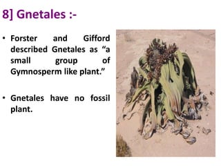 Giologicale rise and fall of gymnosperm | PPTX