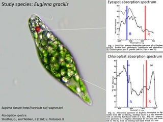 Euglena Gracilis Diagram