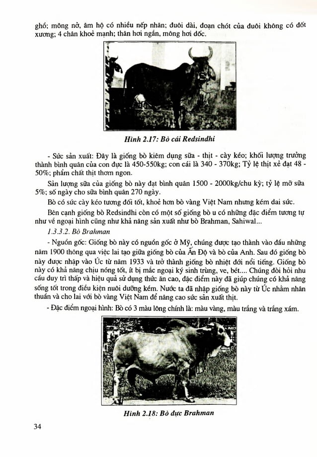 Giáo trình chăn nuôi trâu bò - Nguyễn Văn Bình;Trần Văn Tường.pdf