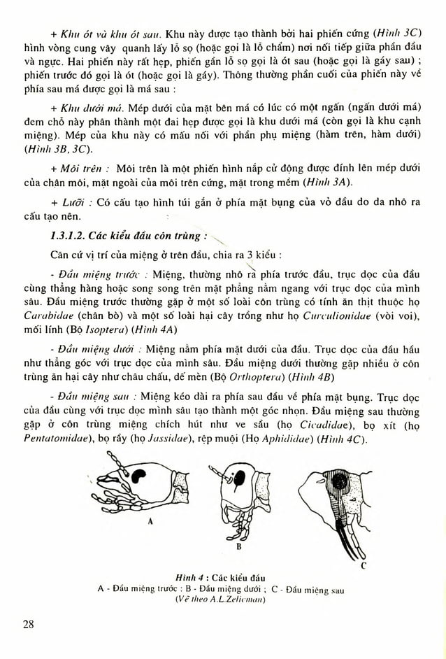 Giáo trình côn trùng nông nghiệp. Phần I Côn trùng đại cương - Hoàng ...