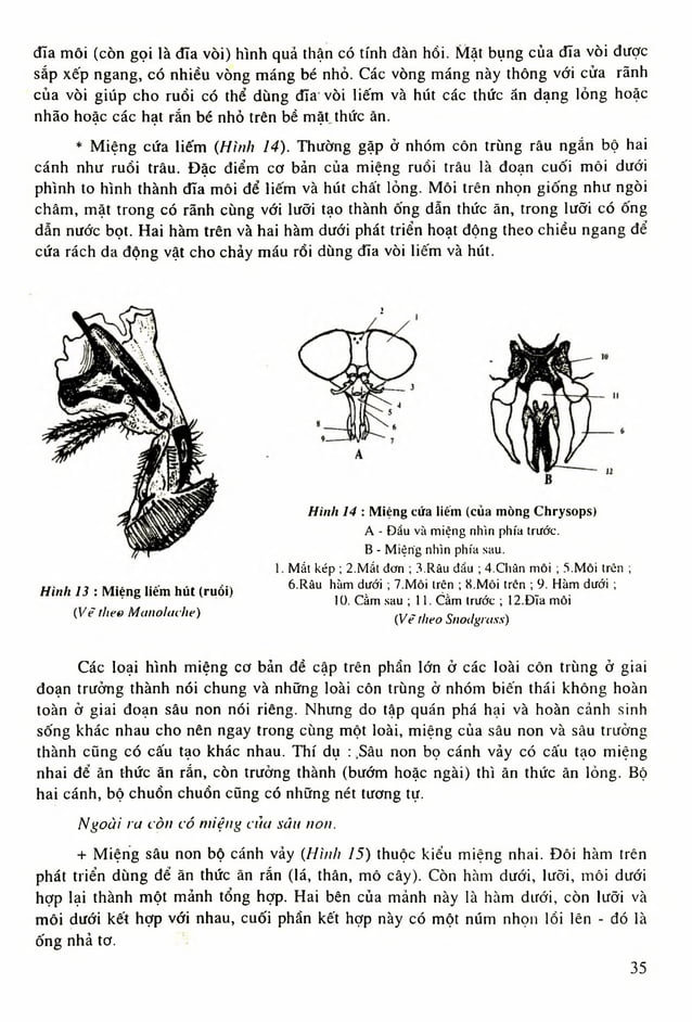 Giáo trình côn trùng nông nghiệp. Phần I Côn trùng đại cương - Hoàng ...