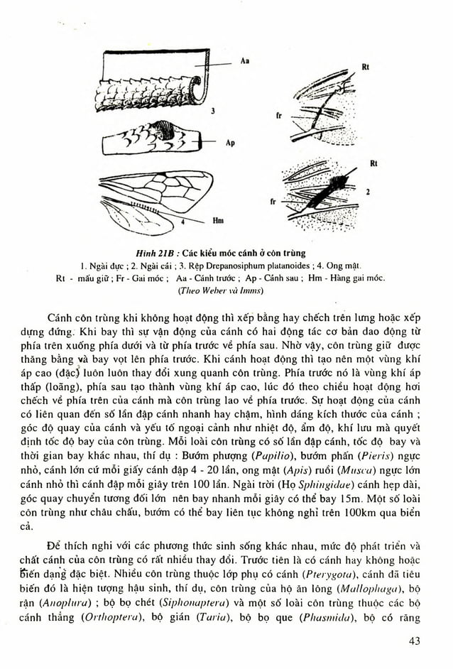 Giáo trình côn trùng nông nghiệp. Phần I Côn trùng đại cương - Hoàng ...