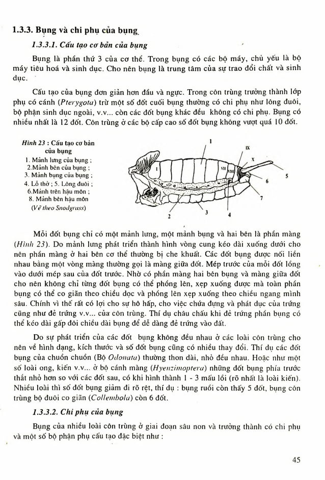 Giáo trình côn trùng nông nghiệp. Phần I Côn trùng đại cương - Hoàng ...