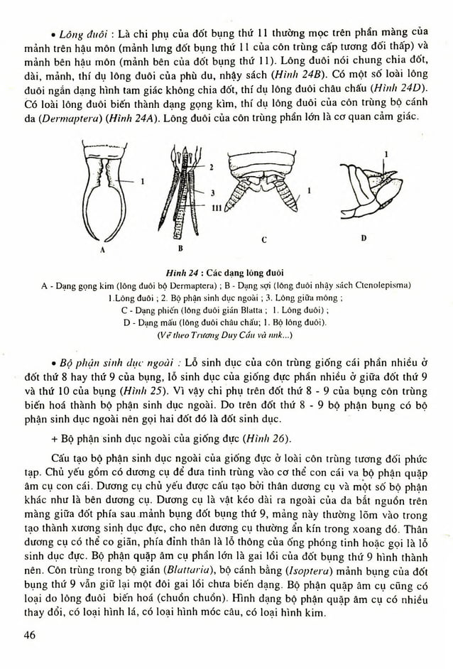 Giáo trình côn trùng nông nghiệp. Phần I Côn trùng đại cương - Hoàng ...