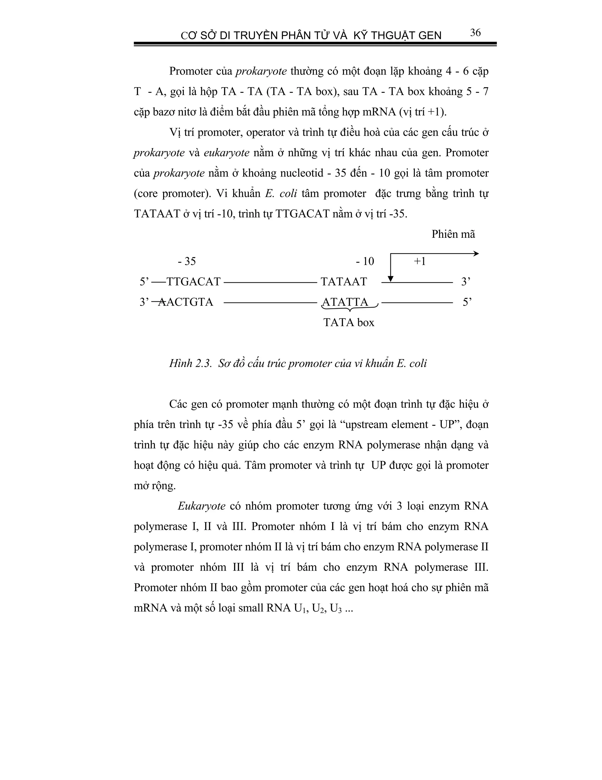 Giáo trình Cơ sở di truyền phân tử và kỹ thuật gen.pdf