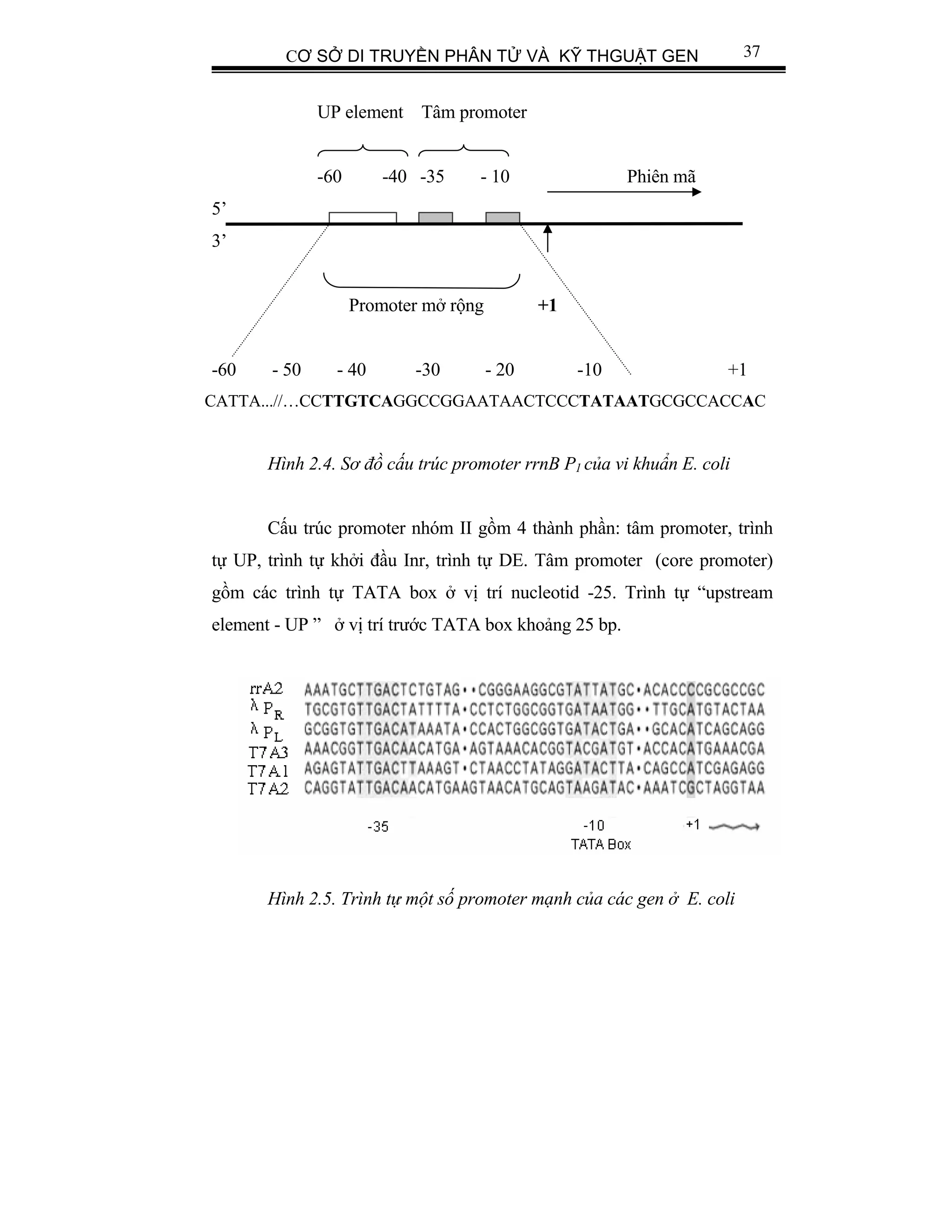 Giáo trình Cơ sở di truyền phân tử và kỹ thuật gen.pdf