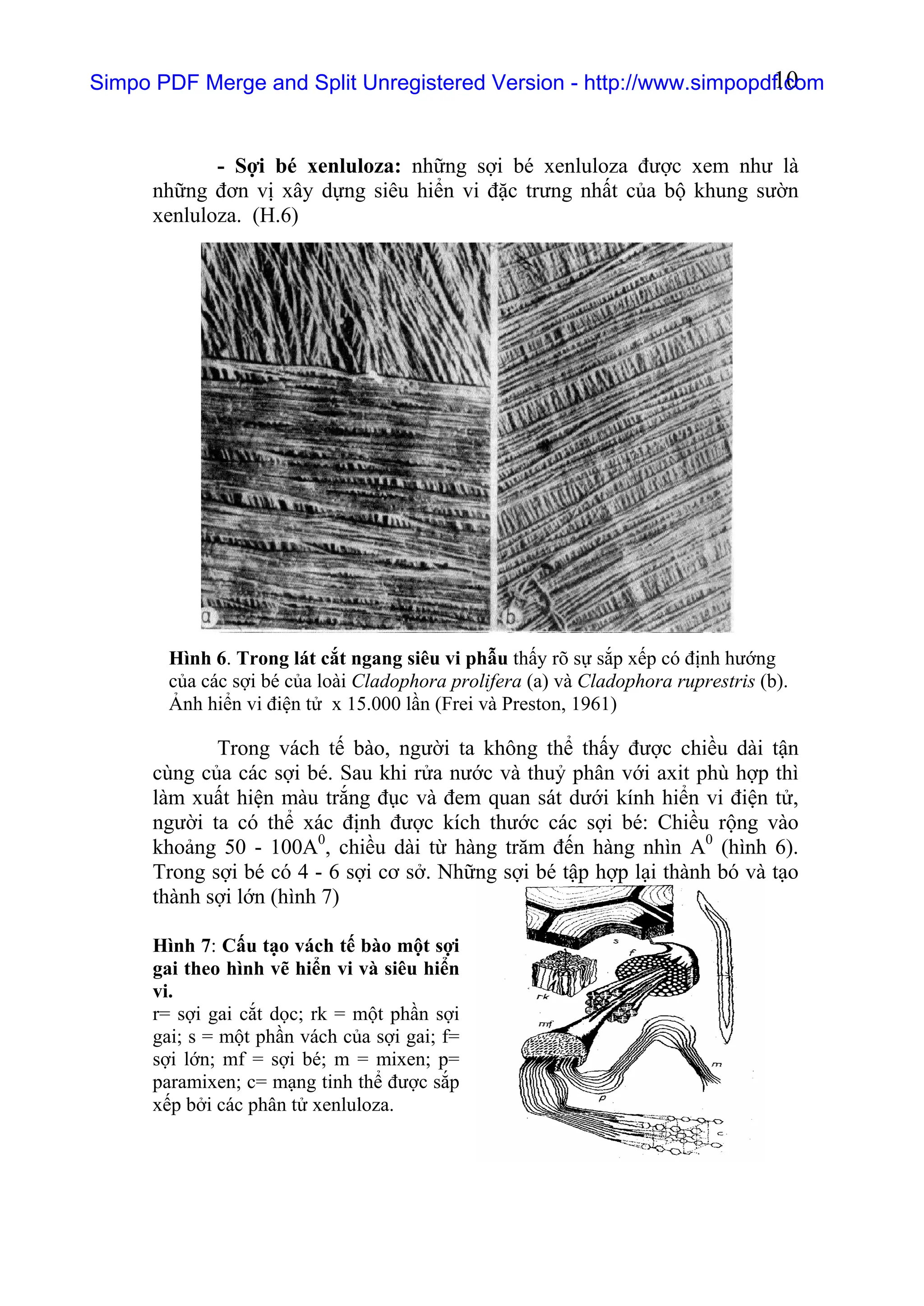 Giáo trình hình thái giải phẫu thực vật - Nguyễn Khoa Lân (Chủ biên ...