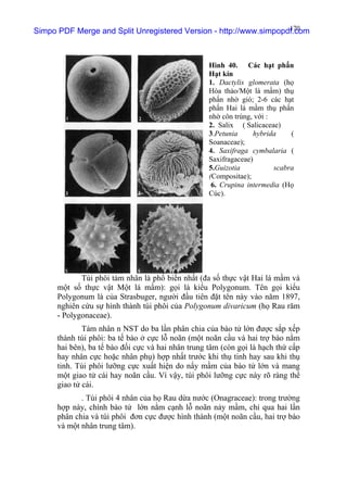 Giáo trình hình thái giải phẫu thực vật - Nguyễn Khoa Lân (Chủ biên);Nguyễn Như Đối.pdf