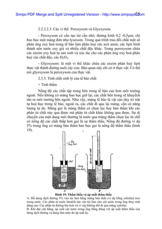 Giáo trình hình thái giải phẫu thực vật - Nguyễn Khoa Lân (Chủ biên);Nguyễn Như Đối.pdf