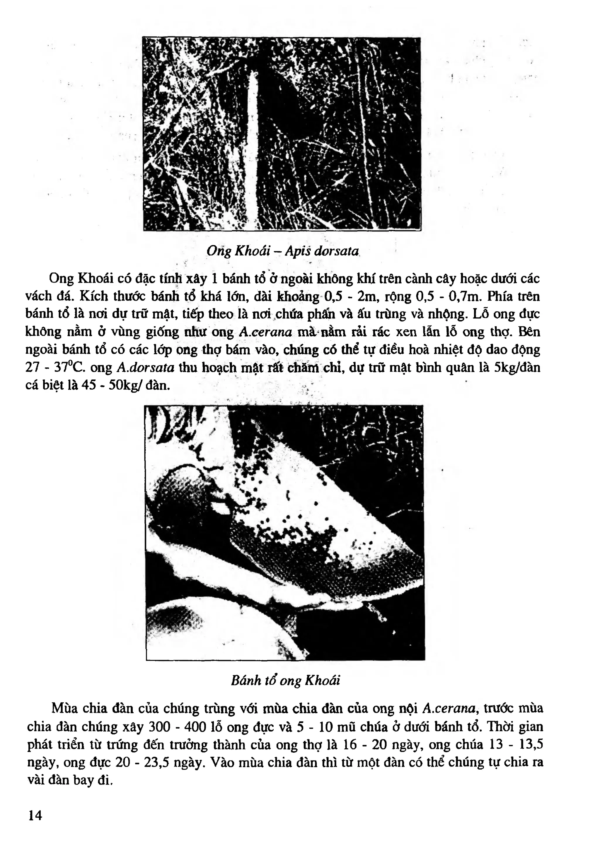 Giáo trình kỹ thuật nuôi ong mật - Ngô Nhật Thắng;Nguyễn Duy Hoan;Phùng Đức Hoàn.pdf