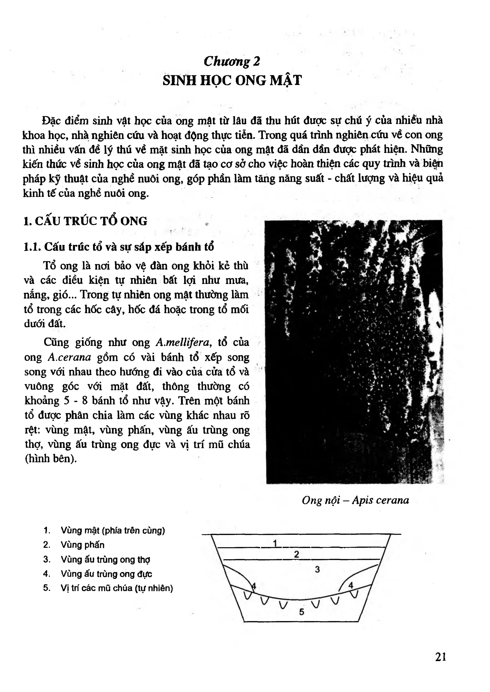 Giáo trình kỹ thuật nuôi ong mật - Ngô Nhật Thắng;Nguyễn Duy Hoan;Phùng Đức Hoàn.pdf