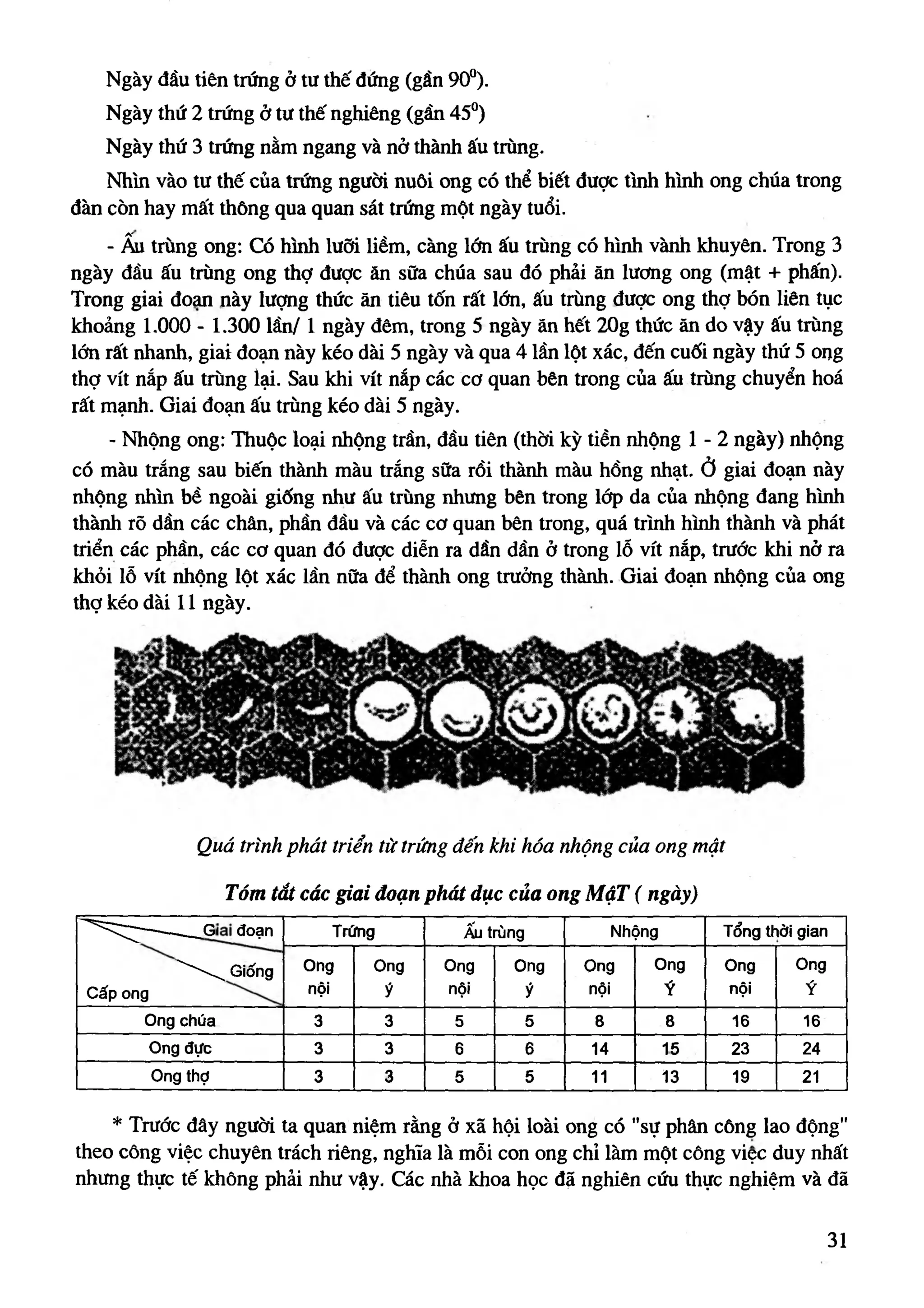 Giáo trình kỹ thuật nuôi ong mật - Ngô Nhật Thắng;Nguyễn Duy Hoan;Phùng Đức Hoàn.pdf