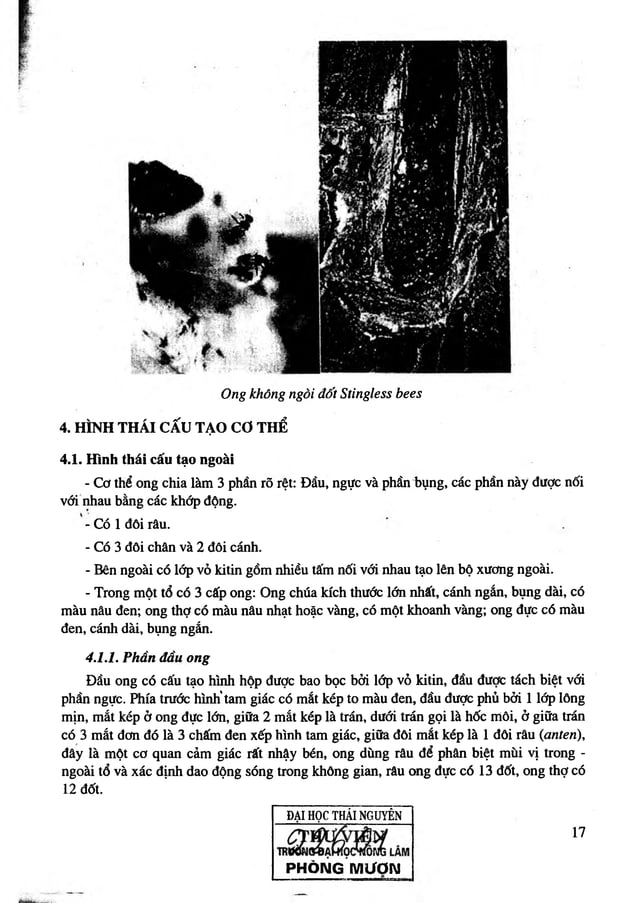 Giáo trình kỹ thuật nuôi ong mật - Ngô Nhật Thắng;Nguyễn Duy Hoan;Phùng Đức Hoàn.pdf