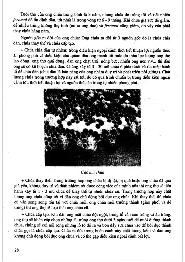 Giáo trình kỹ thuật nuôi ong mật - Ngô Nhật Thắng;Nguyễn Duy Hoan;Phùng Đức Hoàn.pdf