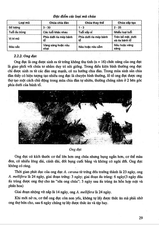 Giáo trình kỹ thuật nuôi ong mật - Ngô Nhật Thắng;Nguyễn Duy Hoan;Phùng Đức Hoàn.pdf