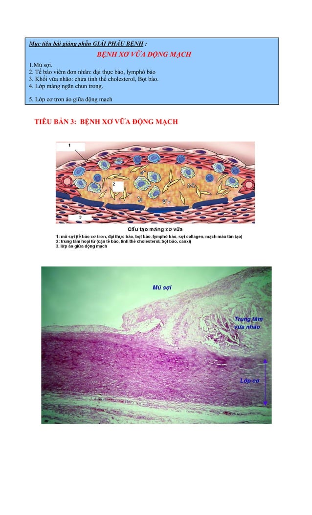GIÁO TRÌNH THỰC TẬP MÔ HỌC GPB HỆ TIM MẠCH | PDF