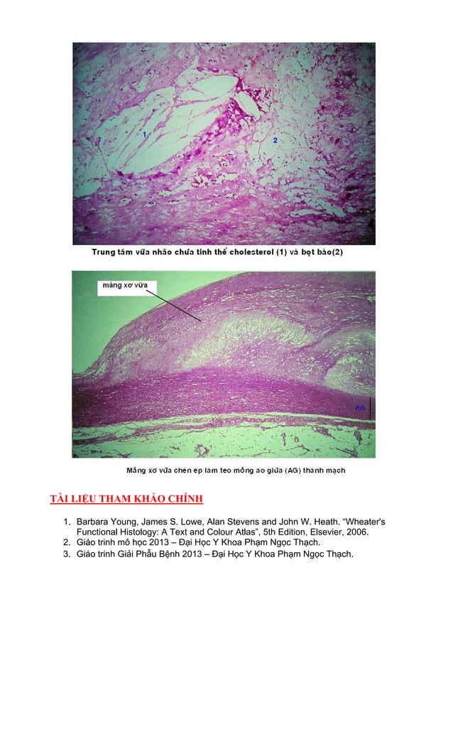 GIÁO TRÌNH THỰC TẬP MÔ HỌC GPB HỆ TIM MẠCH | PDF