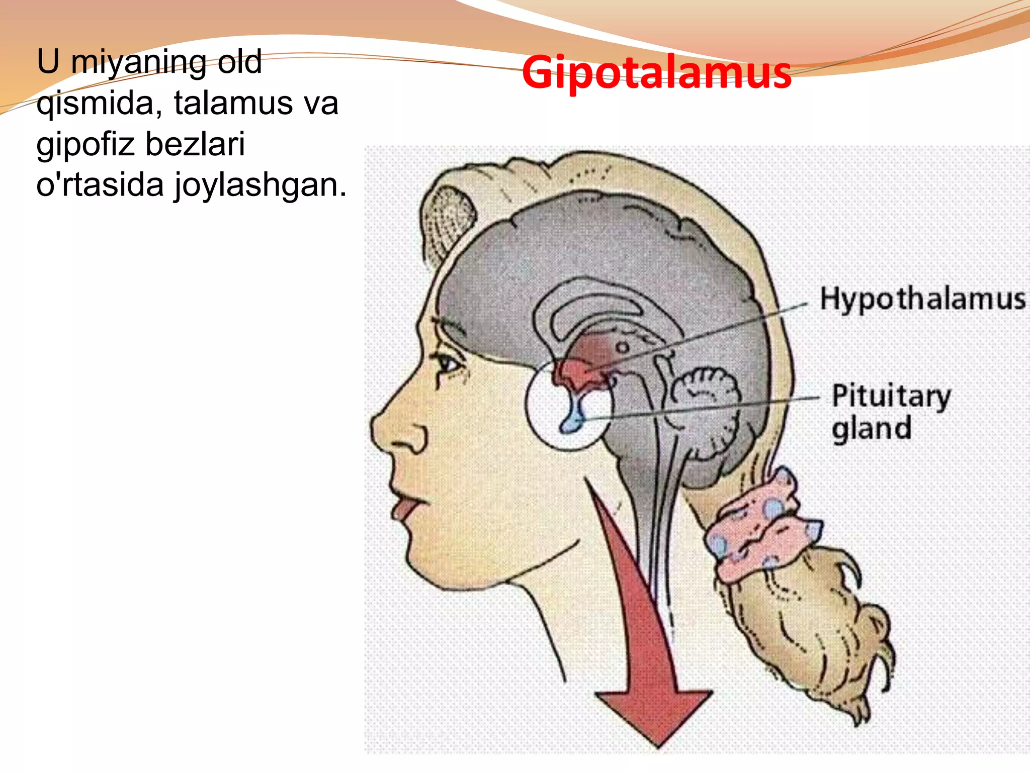 Gipatalamo gipofizar tizim kasalliklari.ppt