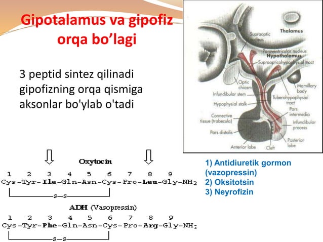 Gipatalamo gipofizar tizim kasalliklari.ppt