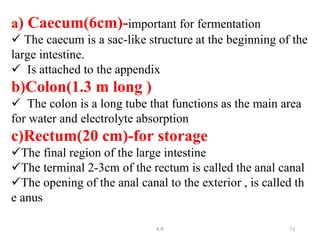GI physiology KKK.pptx