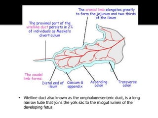 GI presentation embryo | PPT