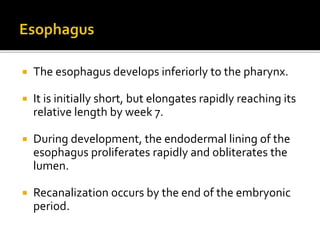 GI presentation embryo | PPT