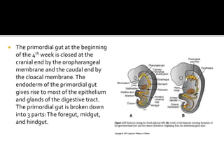 The Embryo Of The Foregut