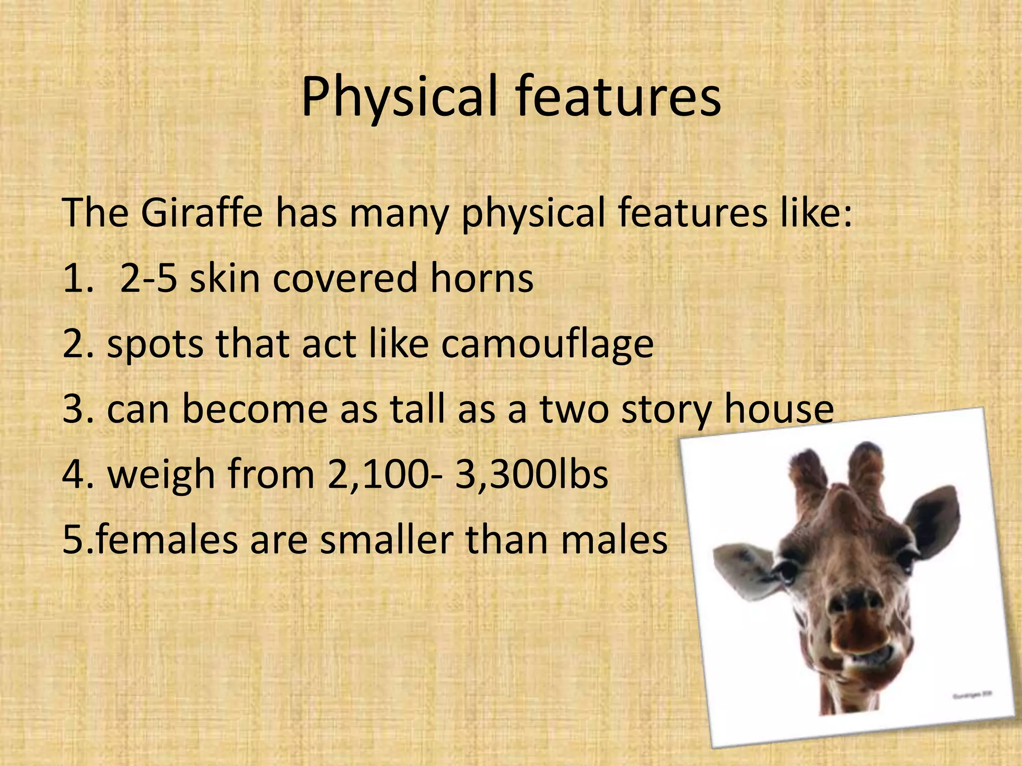 Giraffe | PPTX